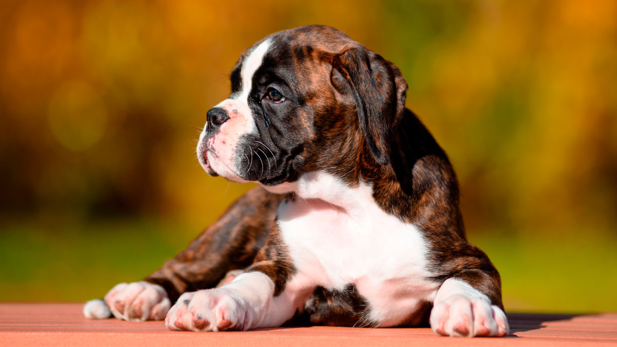 Boxer, un excelente perro de y compañía fotos, comportamiento ...