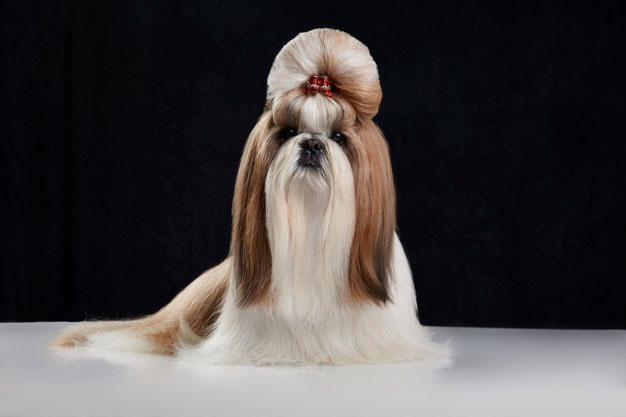 Información de la raza de perro Shih Tzu, características