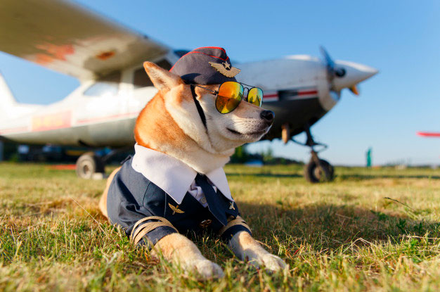 Shiba Inu Información sobre la raza del perro y rasgos de comportamiento