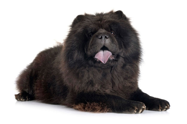 El Chow Chow el perfecto perro de companía , imágenes características y ...