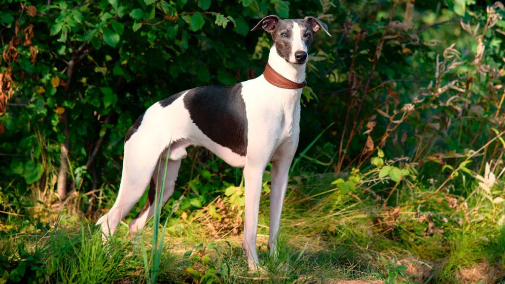 Galgo Inglés, el perro más rápido del mundo , el perro más veloz del ...