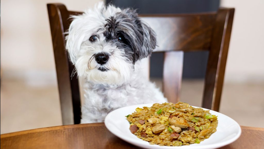 ¿Cómo hacer comida casera para perros?