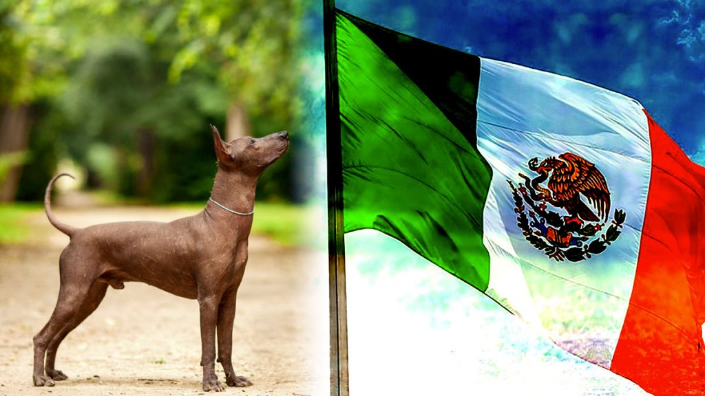 Todas las razas de perros mexicanos