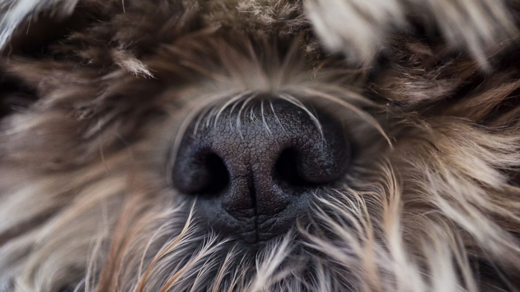 Todas las razas de perros peludos