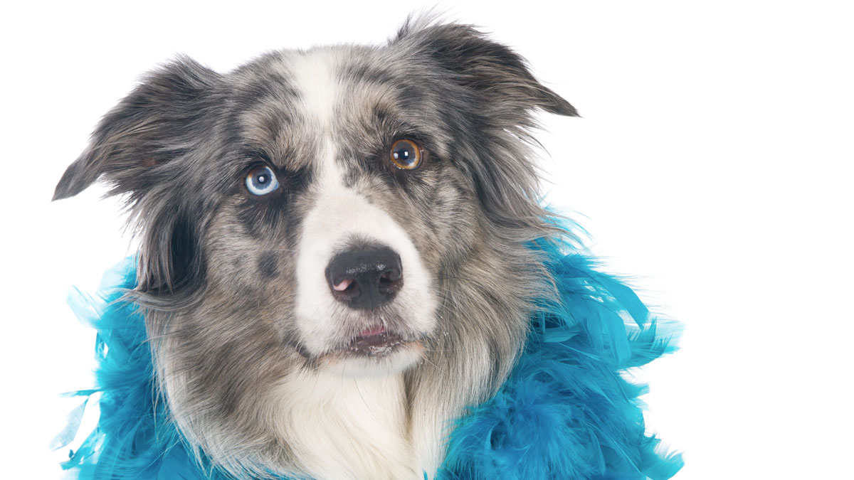 El Border Collie Blue Merle: 5 cosas que no sabías