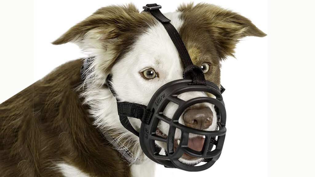Los 4 mejores bozales para perros, según entrenadores de perros ...