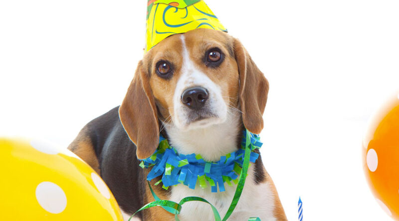 El día nacional del perro - 26 de agosto - 1001 Perros