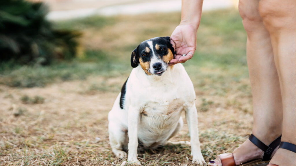 ¿Cómo saber si tu perro está en forma o tiene sobrepeso?