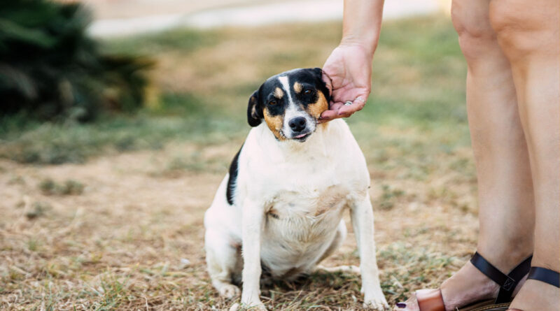 ¿Cómo saber si tu perro está en forma o tiene sobrepeso? - 1001 Perros