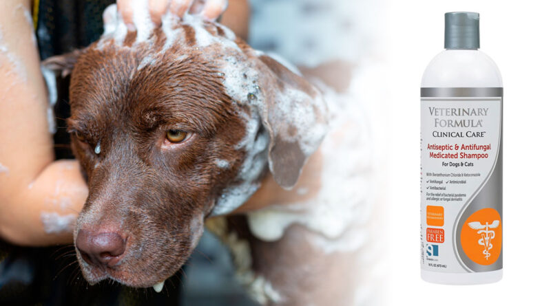 Shampoo medicado: 5 mejores para perros según los veterinarios