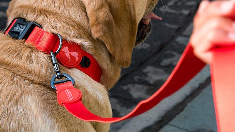 Mejores marcas de accesorios para perros 2025