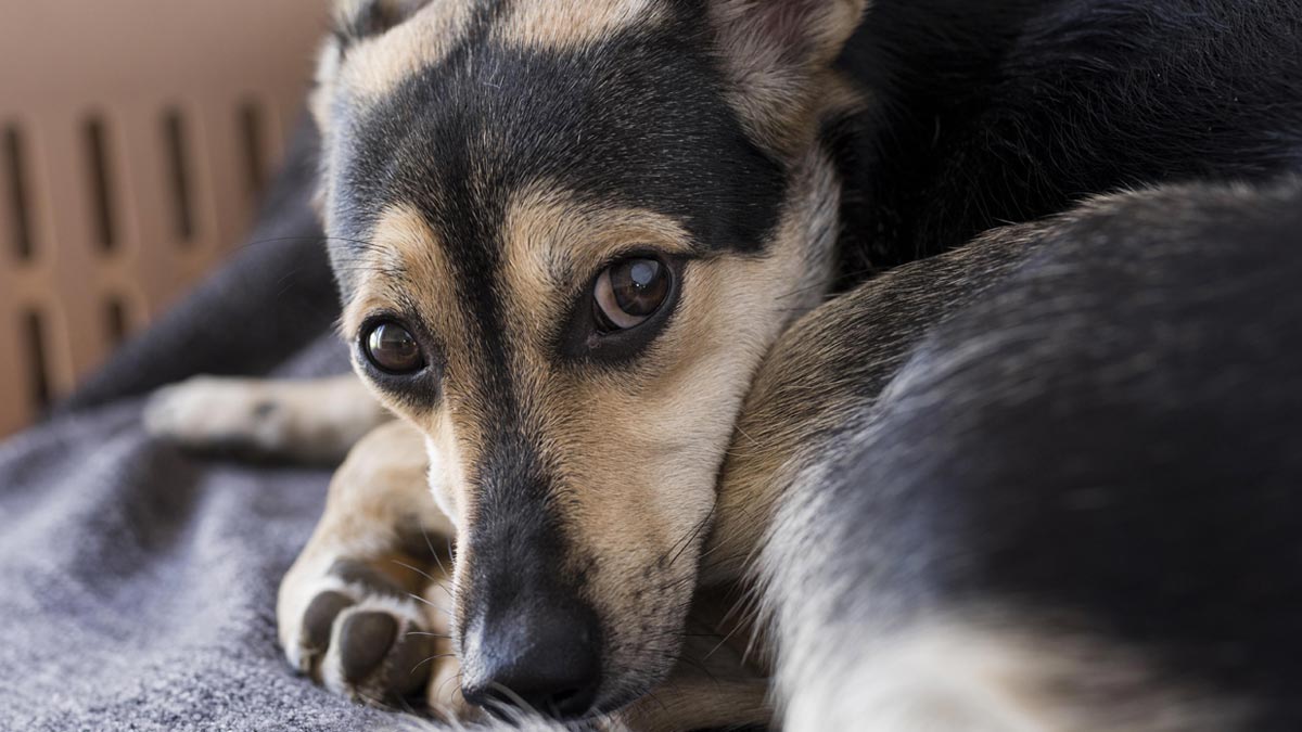 ¿Tu perro te tiene resentimiento?