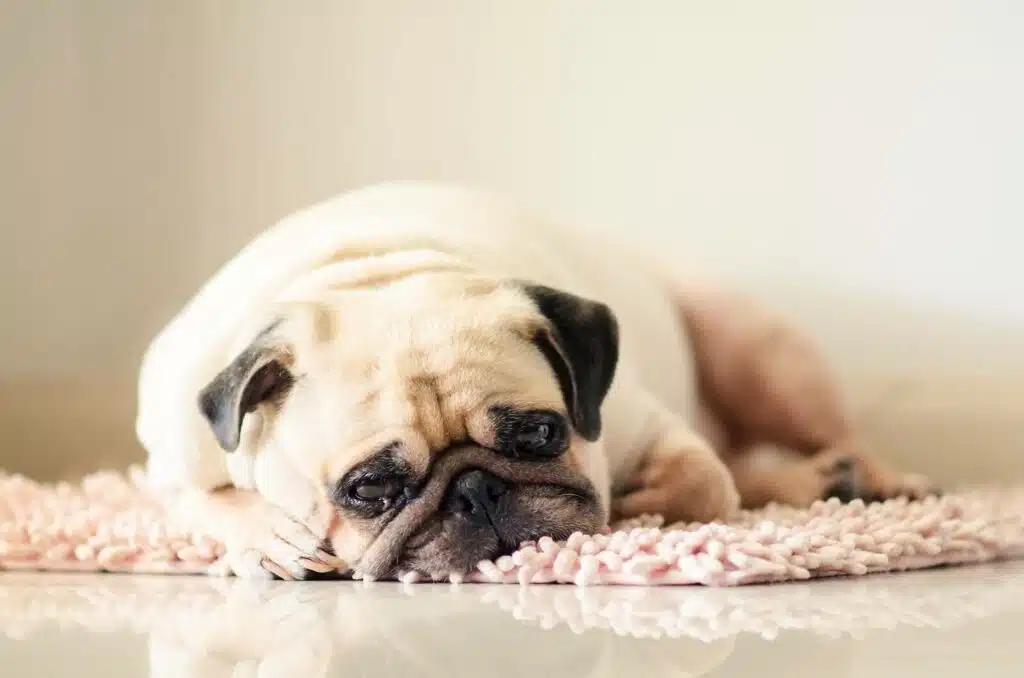 ¿Tu perro te tiene resentimiento?