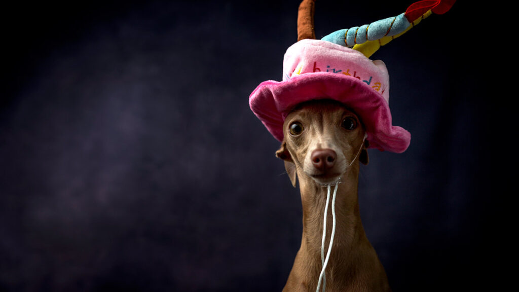 5 razas de perros más raras del mundo