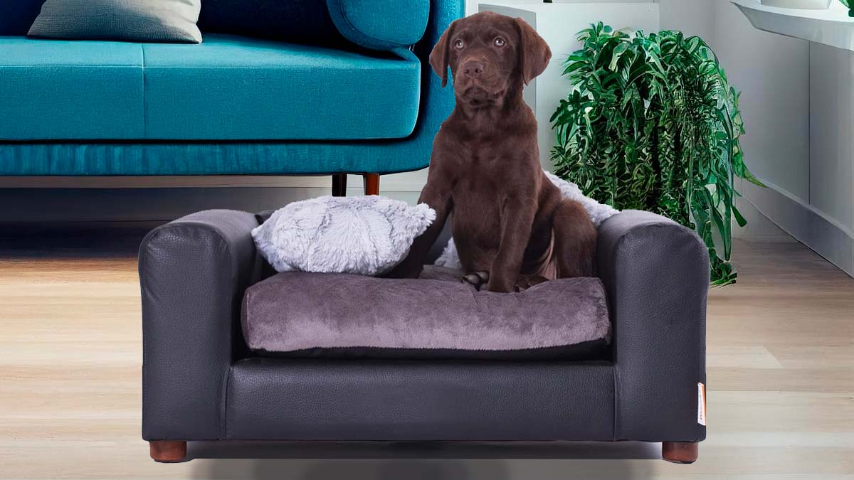 11 mejores sofás cama para perros, para que tu perro pueda descansar ...