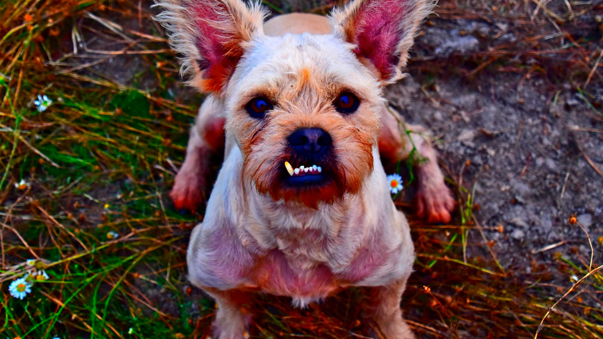 27 razas de perros exóticos que no verás en tu ciudad. La número 3 es ...