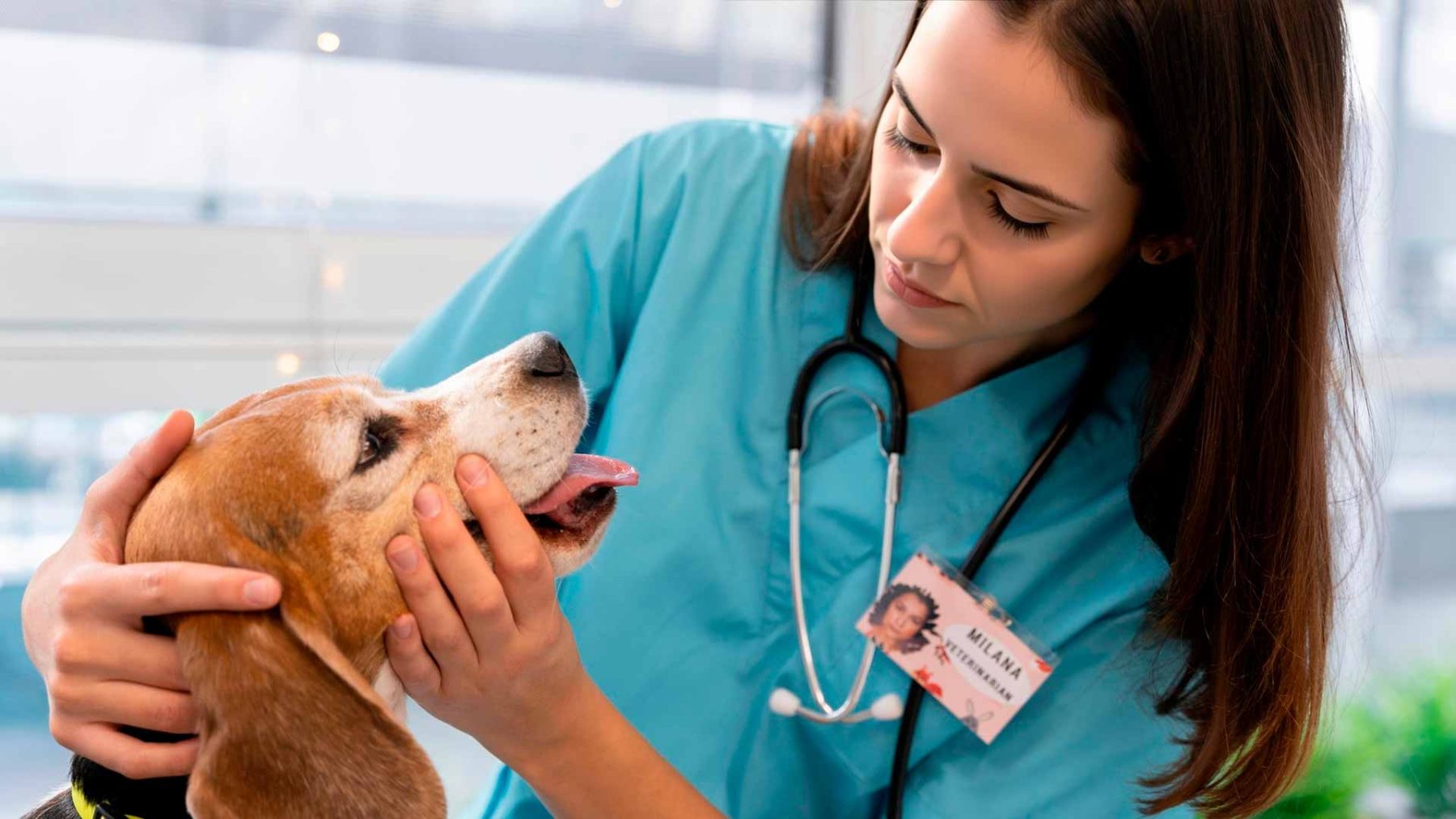 Cáncer de nariz en perros ¿Qué es?